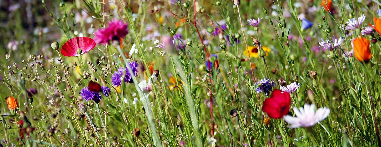 Ļauj, lai pļava ienāk dārzā / Diena