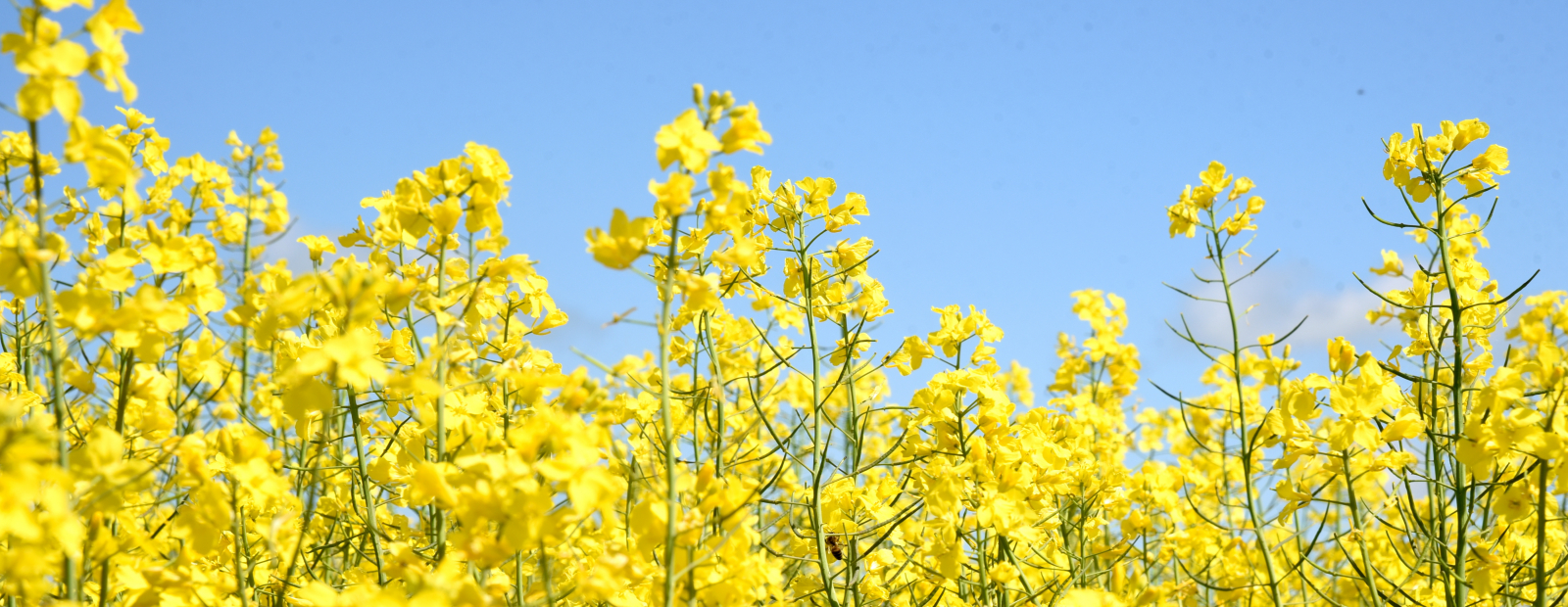 Latvijā iestājusies meteoroloģiskā vasara / Diena