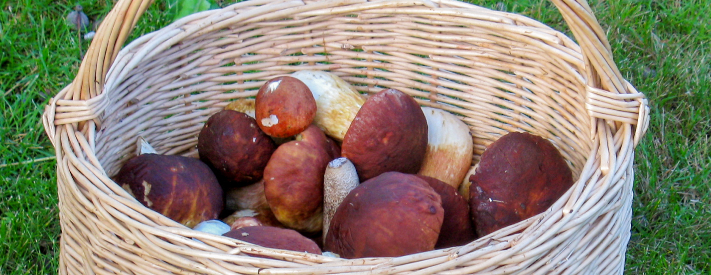 Baraviku zupa / Diena