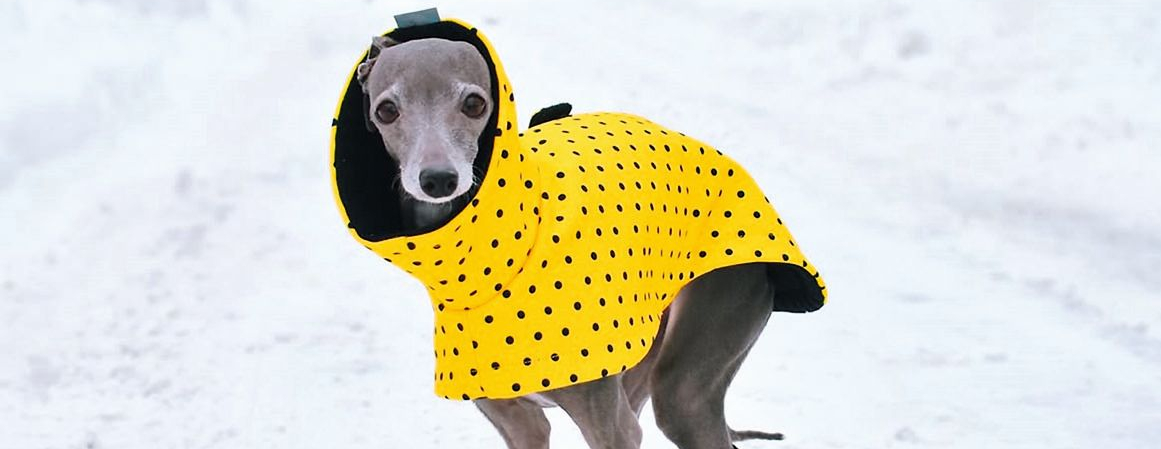 Tika the Iggy: Fashion Icon and Social Media Sensation - NewsyList