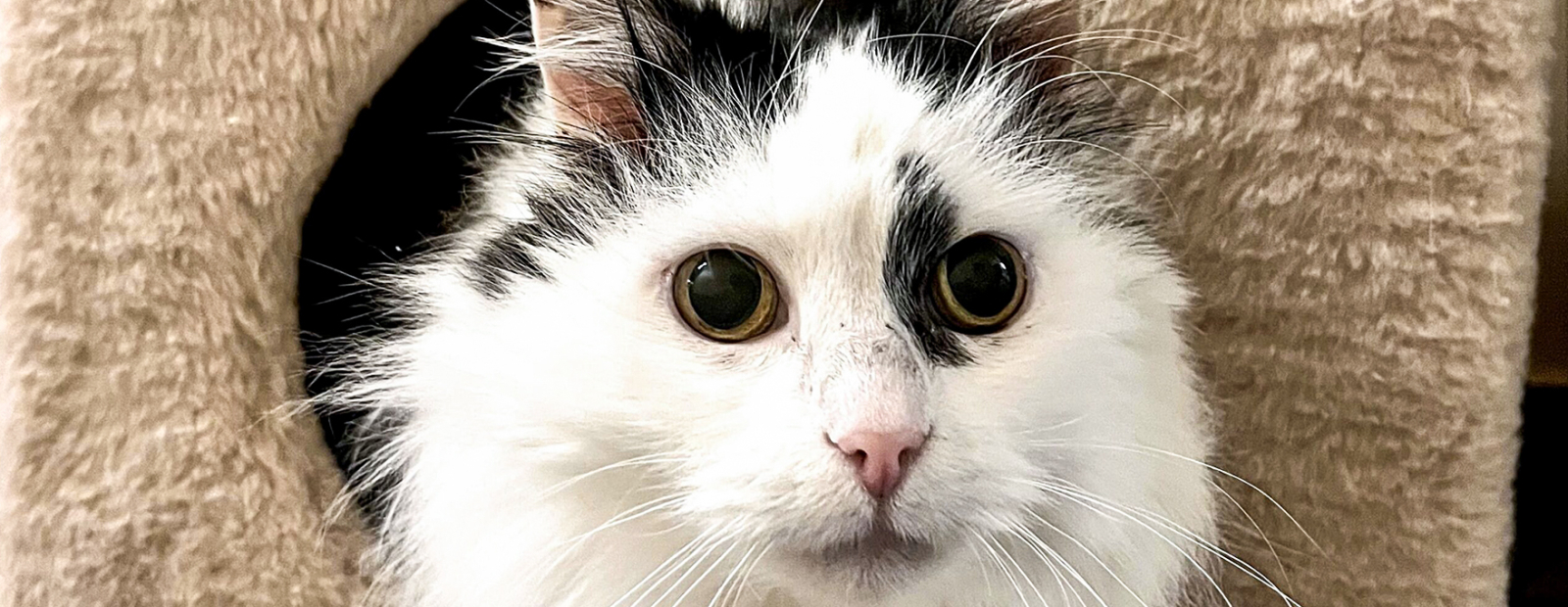 FOTO: Deksters, Vudijs, Bella un citi ķepaiņi meklē mājas / Diena