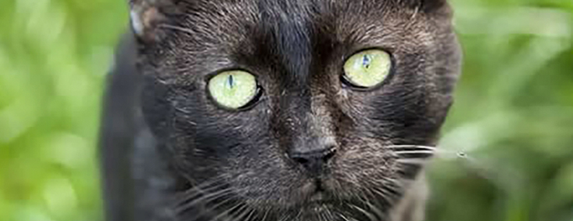 FOTO: Leo, Beta, Titāns un citi četrkājaiņi meklē gādīgus saimniekus ...