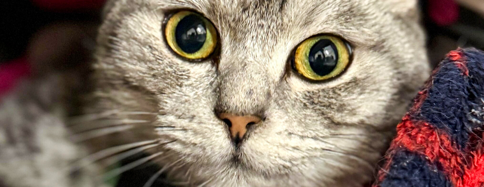 FOTO: Bella, Reda, Lode un citi četrkājaiņi meklē siltas mājas / Diena